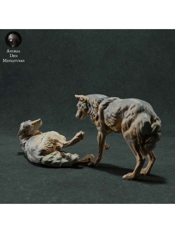 Lobos ibéricos jugando